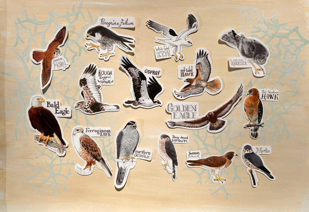 Set of 15 Western Birds of Prey Stickers - Etsy