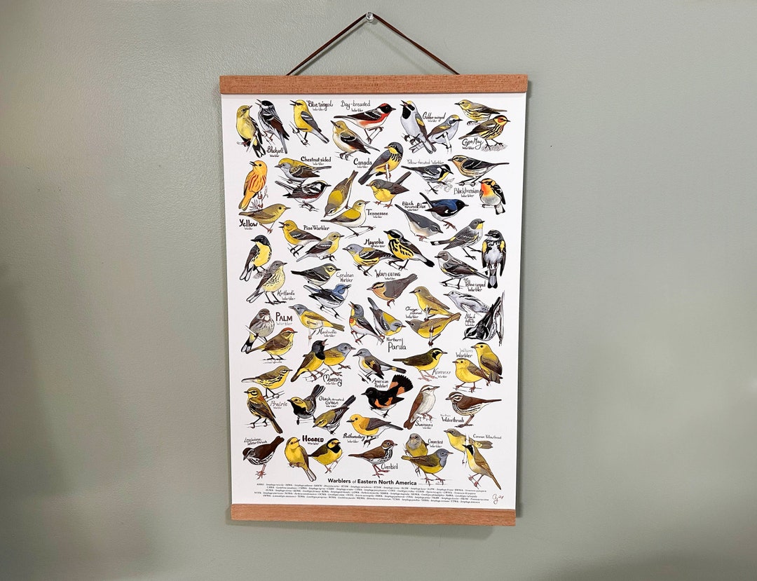 Eastern Warblers - Poster - Etsy
