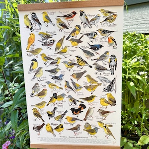 Eastern Warblers - Poster - Etsy
