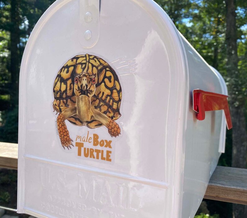Male Box Turtle - Clear Vinyl Sticker - Etsy