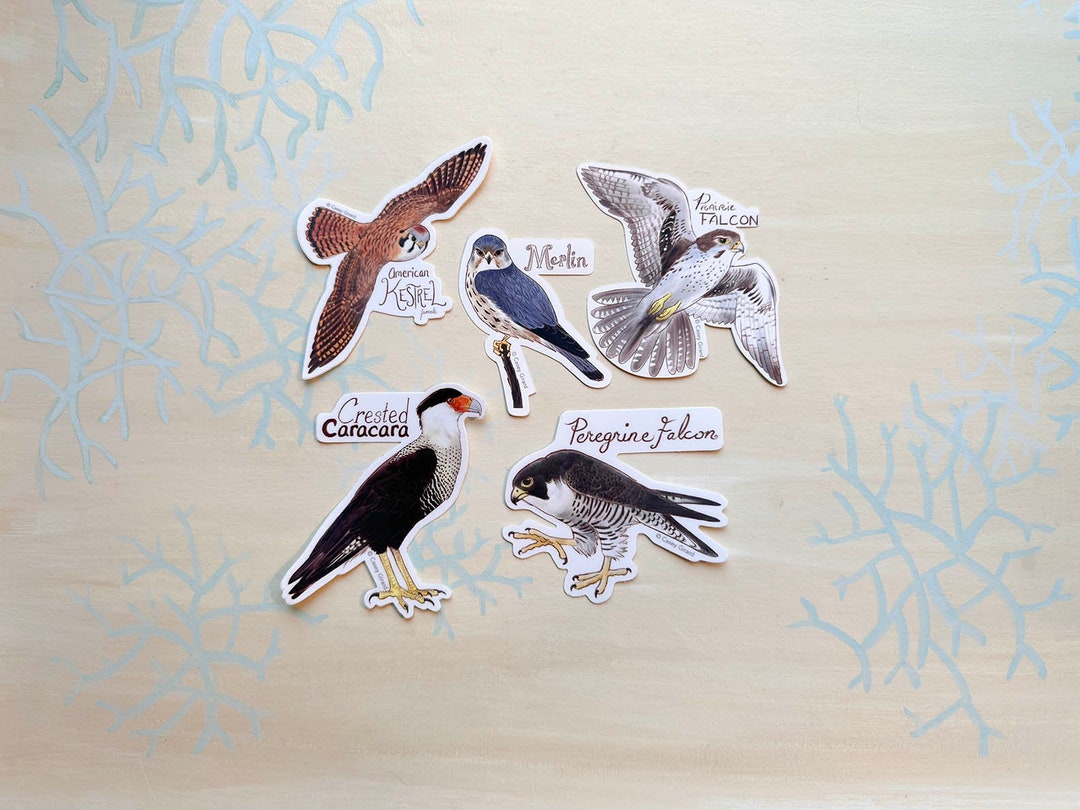 Individual Sticker Falcons - Etsy