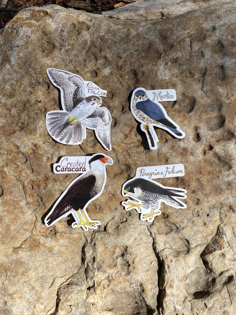 Individual Sticker Falcons - Etsy