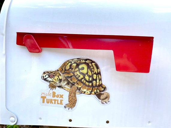 Male Box Turtle Clear Vinyl Sticker | Etsy