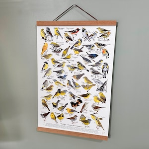 Eastern Warblers - Poster - Etsy
