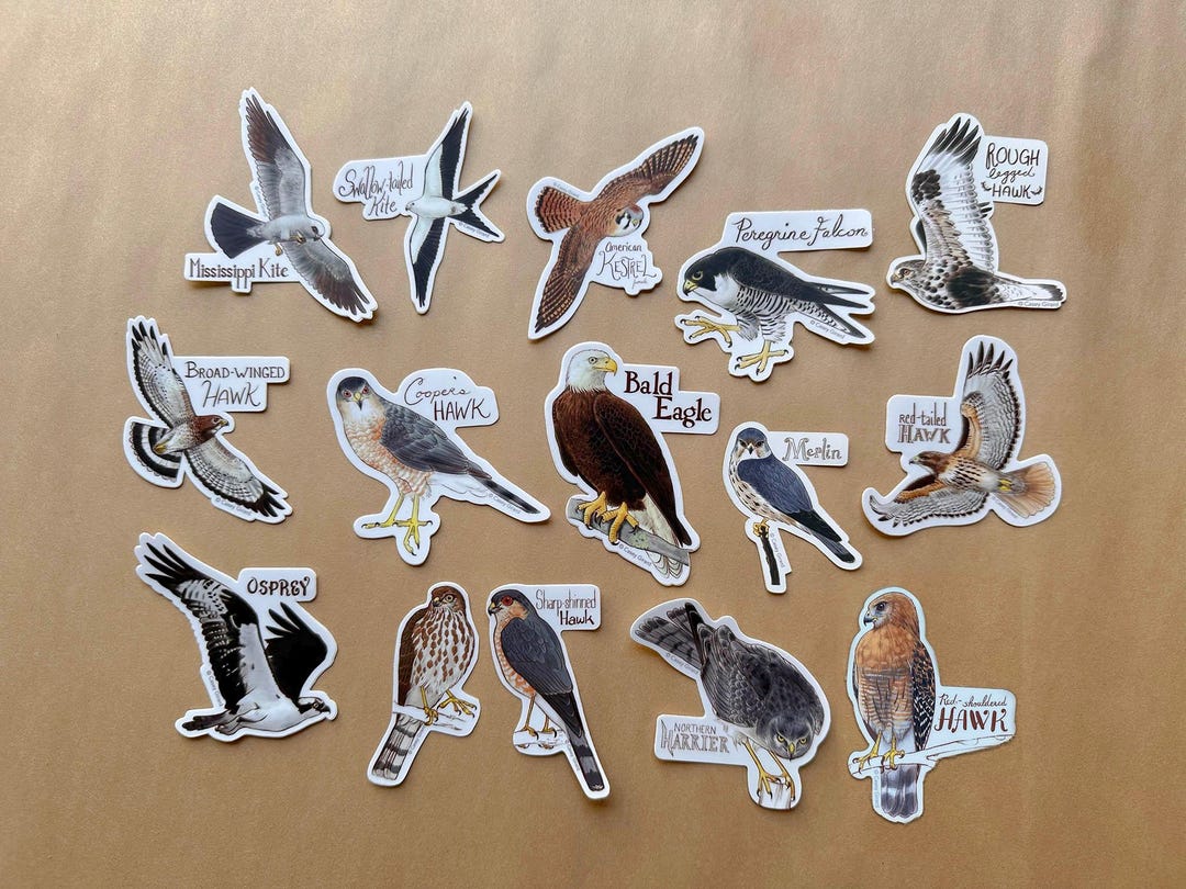 Set of 15 Eastern Birds of Prey Stickers : Hawks, Falcons, Kites ...