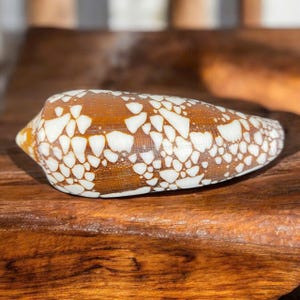 Rare Patterned Cone Shell (85mm), Aureus Cone Shell Collection ...