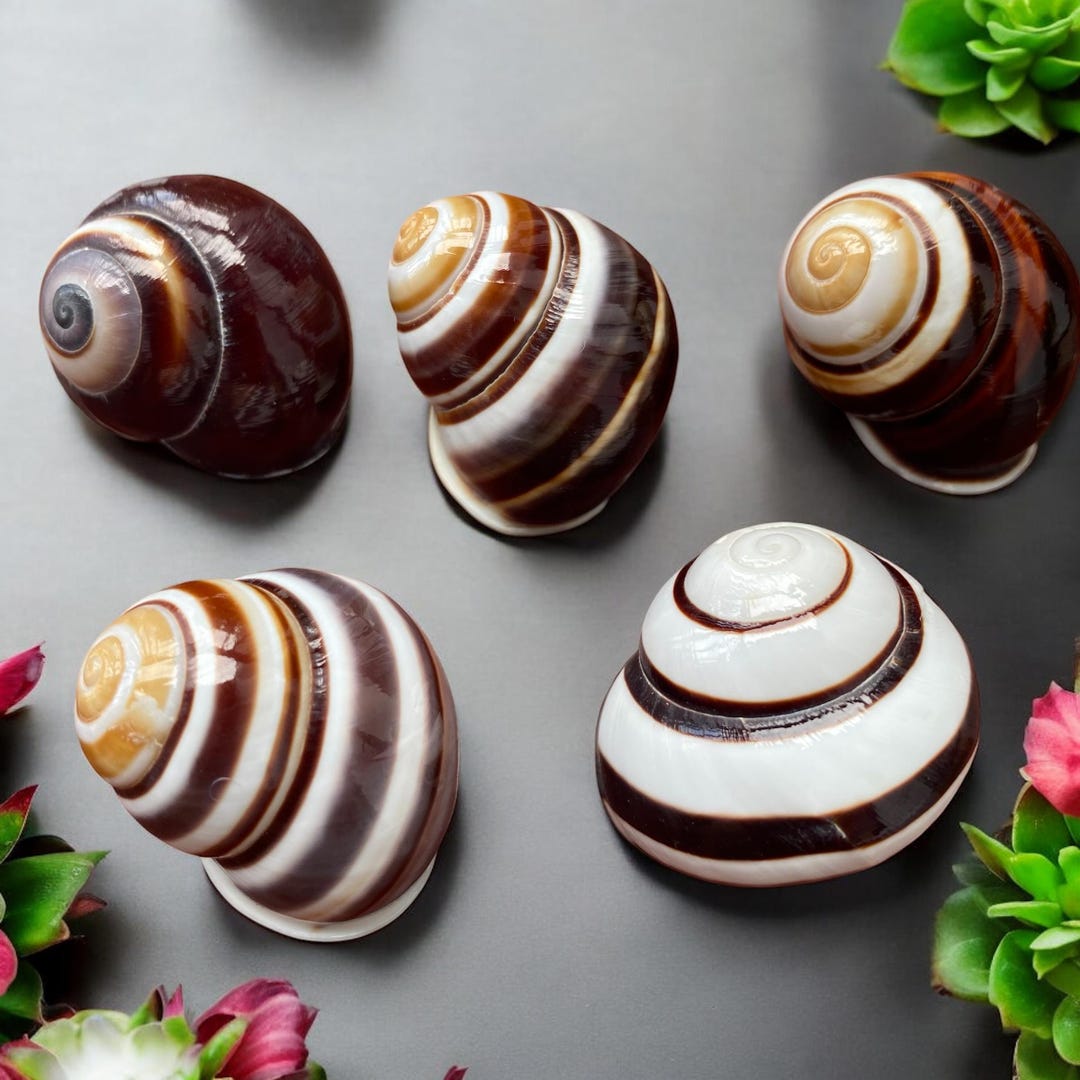 5-striped Snail Shells Beach Wedding Decor 30mm, White With Brown ...