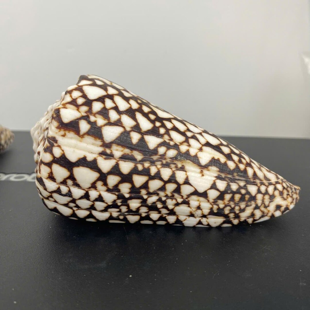 Large Marble Cone Shell Collection (125-135mm), Snake Patterned Cone ...