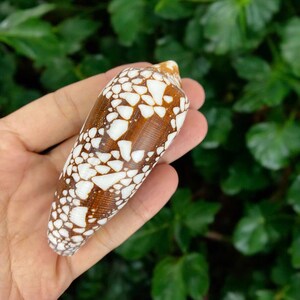 Rare Patterned Aureus Cone Shell (85mm): Collectible Seashell - Etsy
