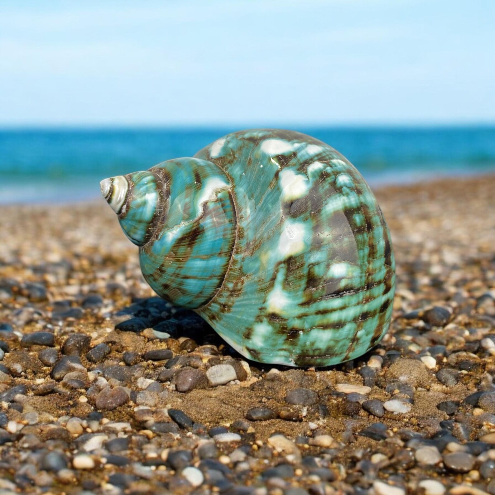 Blue & Green Stripe Polished Sea Shell: Hermit Crab Home Decor (2 ...