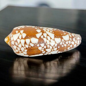 Rare Patterned Cone Shell (85mm), Aureus Cone Shell Collection ...