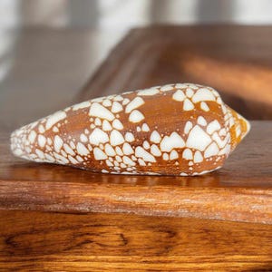 Rare Patterned Cone Shell (85mm), Aureus Cone Shell Collection ...