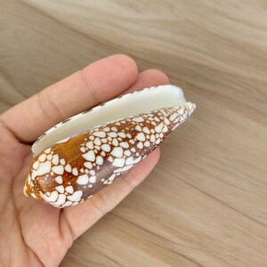 Rare Patterned Cone Shell (85mm), Aureus Cone Shell Collection ...