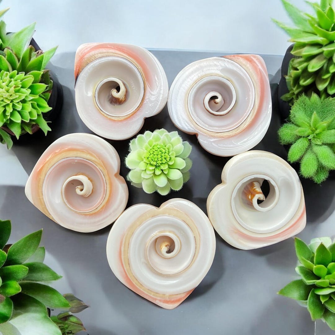 Set of 5 Heart Seashells: Coastal Wedding Decor, Jewelry Making (25mm ...