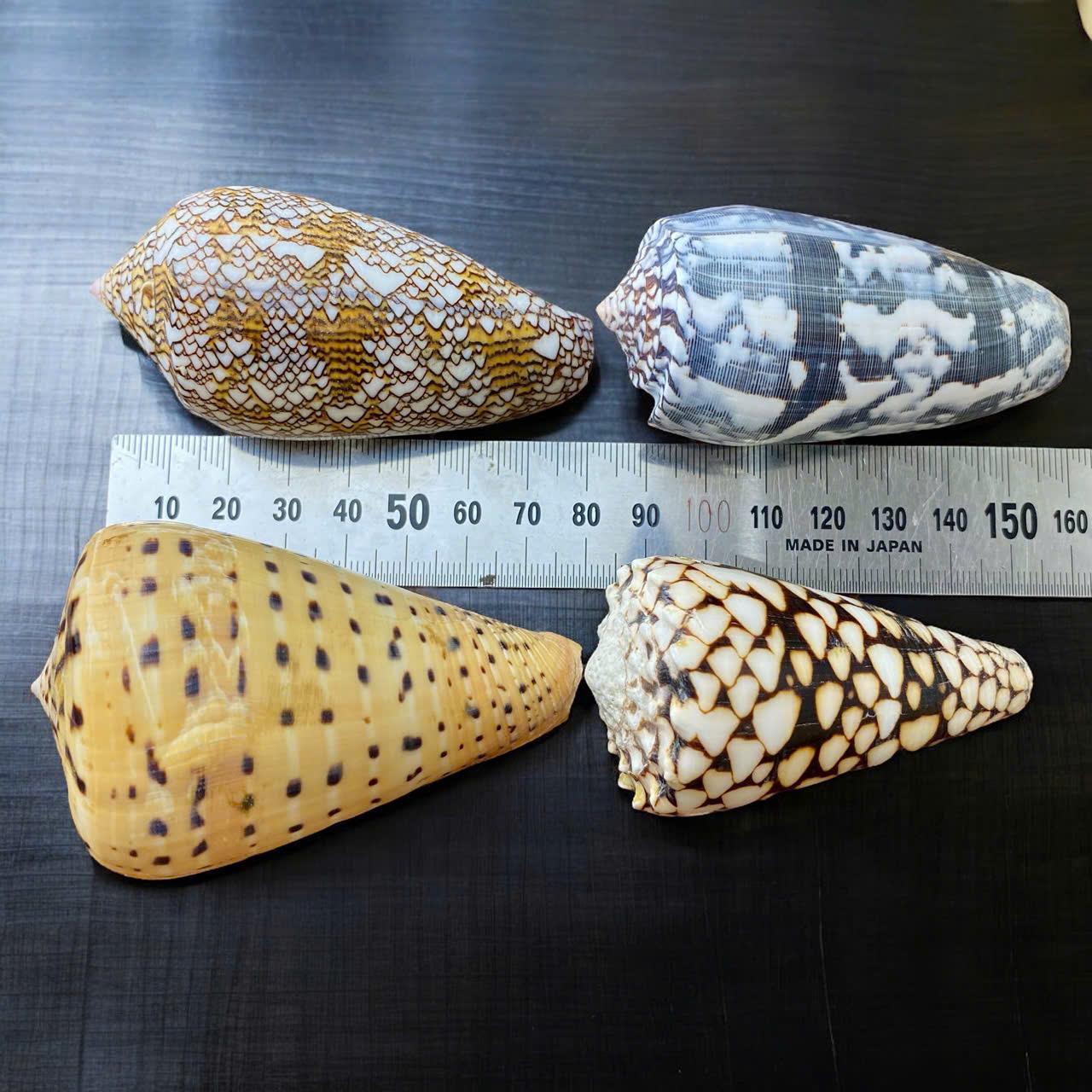 Cone Seashell Collection: Coastal Home Decor (7-8cm) - Etsy