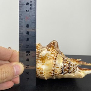 Seashell Skull, Skull Art Sculpture, Seashell Gift, Nautical ...