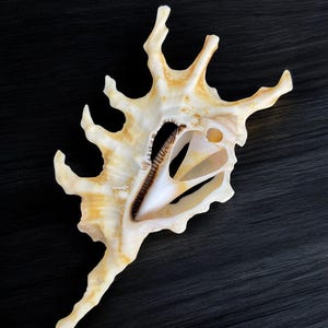 5-shell Slices Home Coastal Decor, Cut Shell Decor, Sliced Shell Decor ...