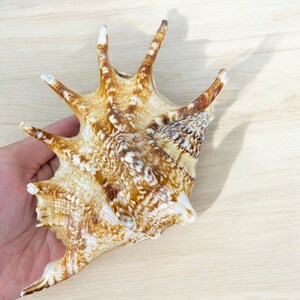 Seashell Skull, Skull Art Sculpture, Seashell Gift, Nautical ...