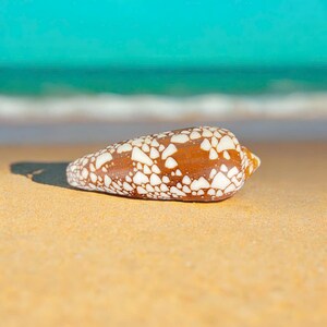 Rare Patterned Cone Shell (85mm), Aureus Cone Shell Collection ...