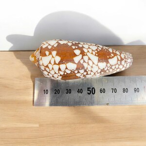 Rare Patterned Cone Shell (85mm), Aureus Cone Shell Collection ...