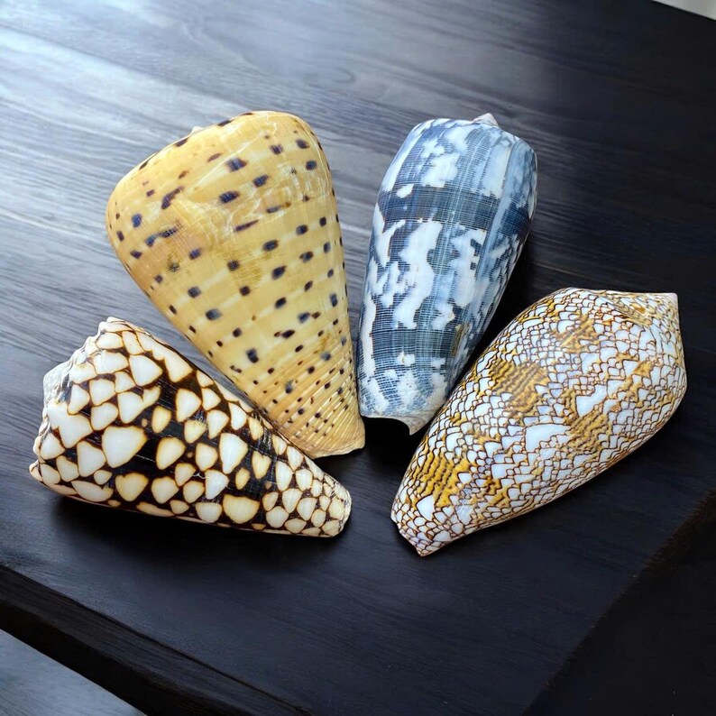 Cone Seashell Collection: Coastal Home Decor (7-8cm) - Etsy