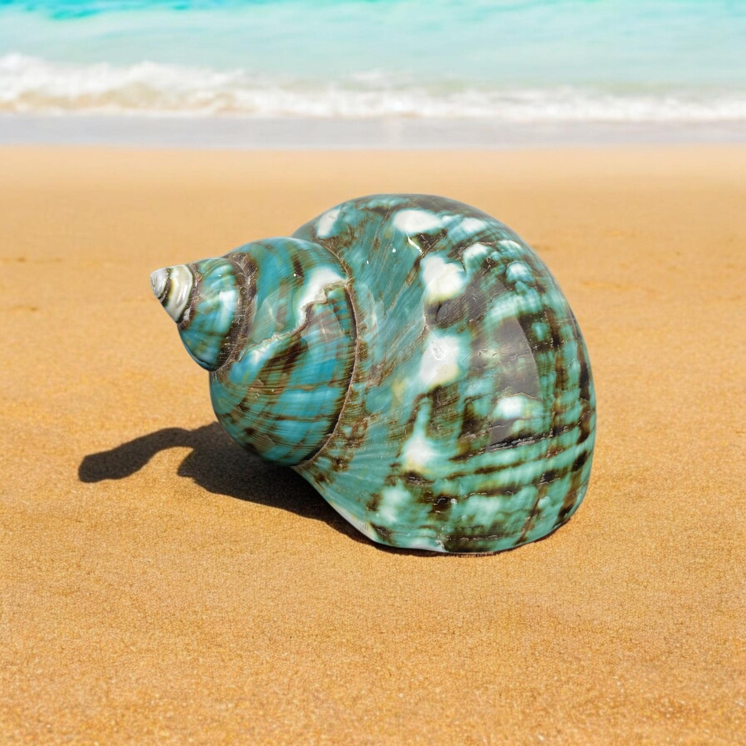 Giant Blue and Green Stripe Polishing Hermit Crab Sea Shell (2'' Open ...