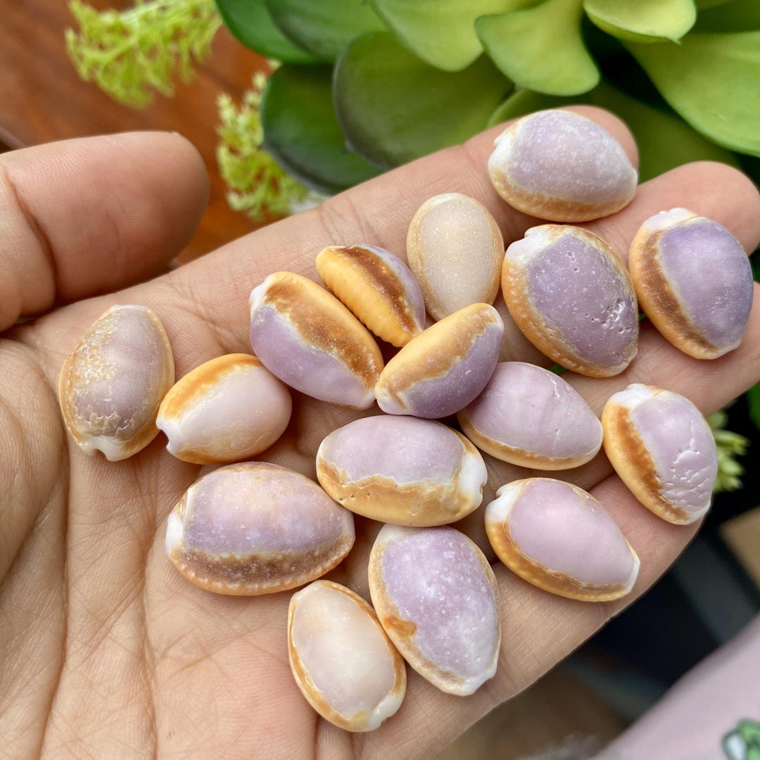 20 Small Pink Cowrey Shells Beach Wedding Decor(20mm), Cowrie Shell ...