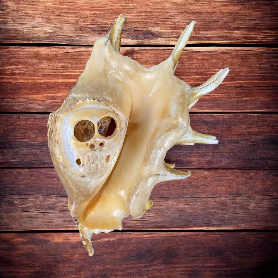 Seashell Skull, Skull Art Sculpture, Seashell Gift, Nautical ...