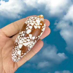 Rare Patterned Cone Shell (85mm), Aureus Cone Shell Collection ...