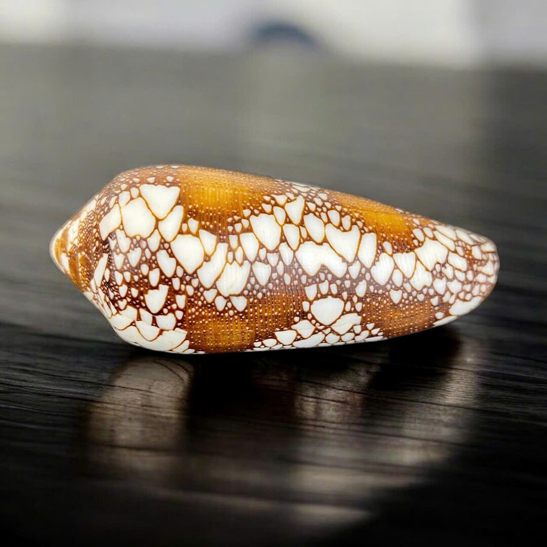 Aureus Cone Shell Collection (3inch), Exotic Patterned Aureus Cone ...