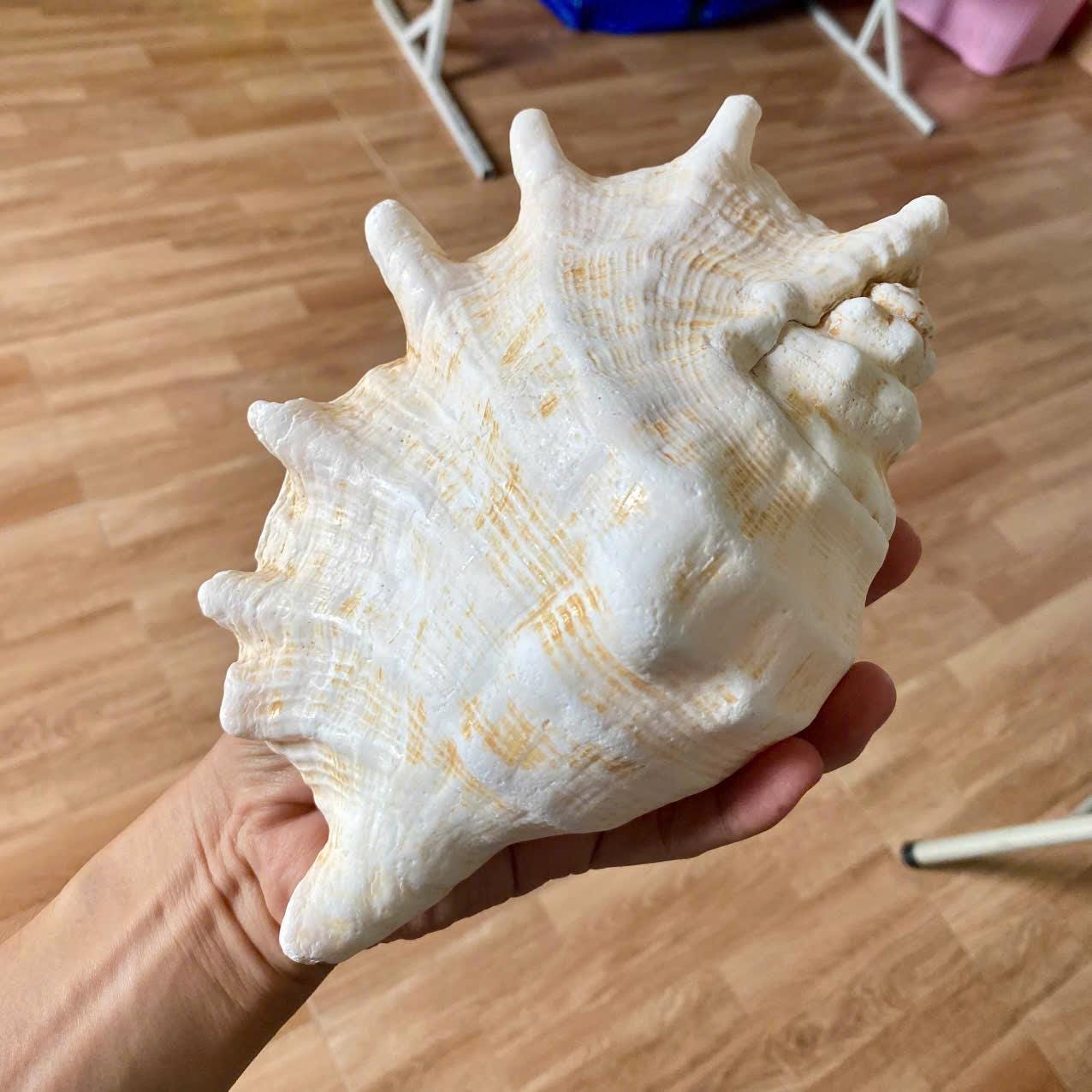 Large Sea Shell Treasure: Natural Coastal Decor (22cm) - Etsy