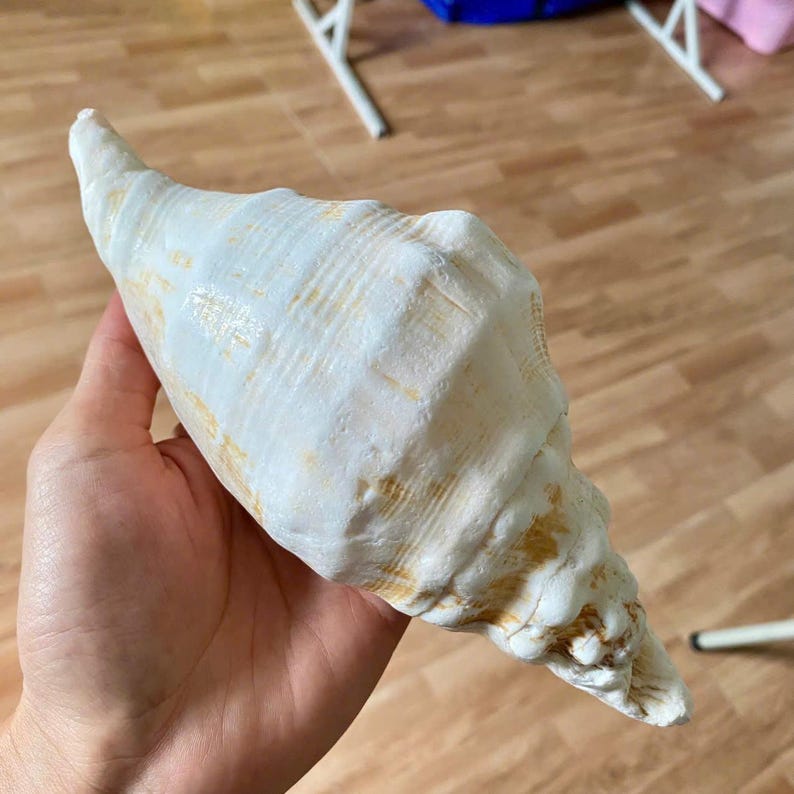 Large Sea Shell Treasure: Natural Coastal Decor (22cm) - Etsy