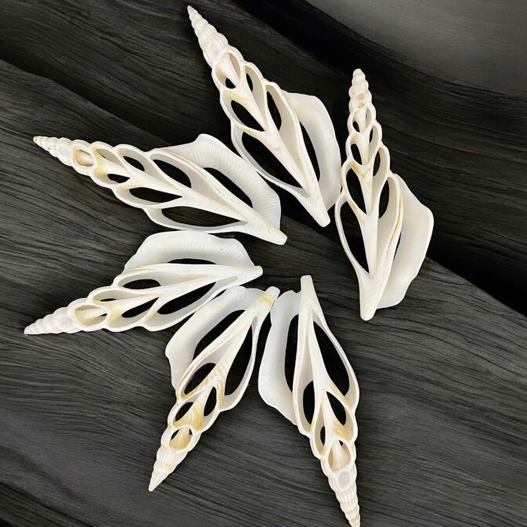 Large Cut Shell Decor, Seashell Slices Beach Wedding Decor, Sliced ...