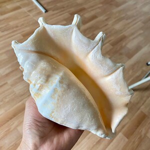 Large Sea Shell Treasure: Natural Coastal Decor (22cm) - Etsy