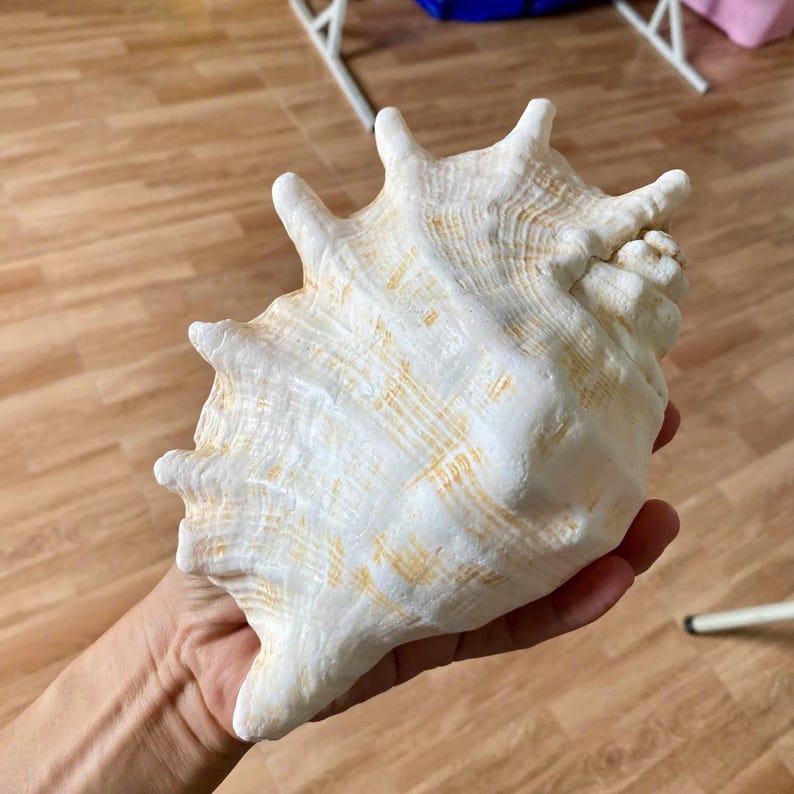 Large Sea Shell Treasure: Natural Coastal Decor (22cm) - Etsy