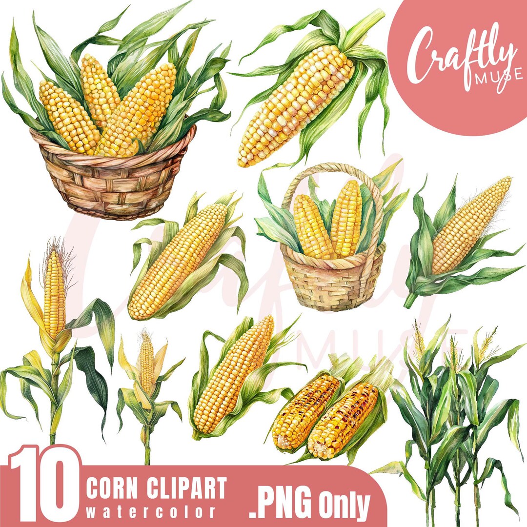 Watercolor Corn PNG, Corn PNG, Watercolor Corn Clipart, Corn PNG Bundle ...