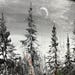 Burning Forest Oil Painting on Canvas, Emotional Wildfire Artwork ...
