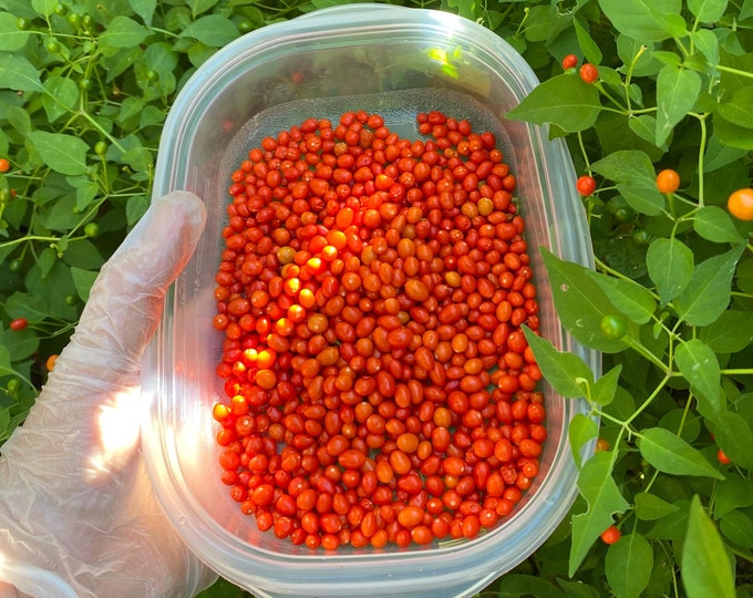 Texas Native Chiltepin AKA Chile Tepin Hot Pepper, 20 Seeds - Etsy