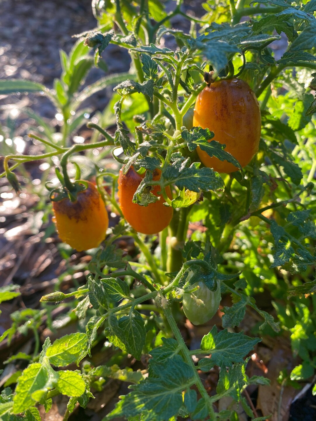 Golden Hour Micro Dwarf Tomato, 15+ Seeds - Etsy