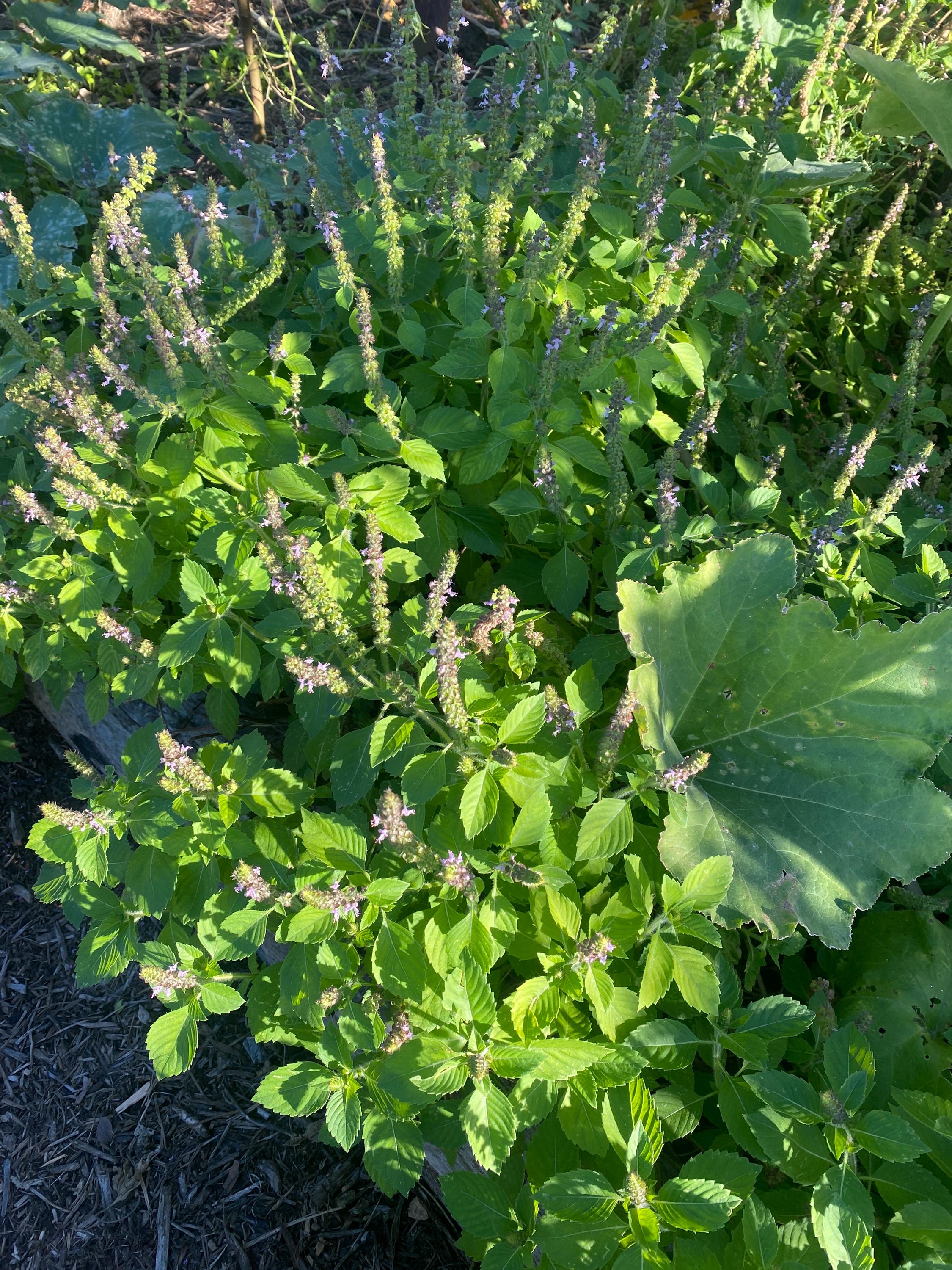 Holy Basil (tulsi) 50 Seeds - Etsy