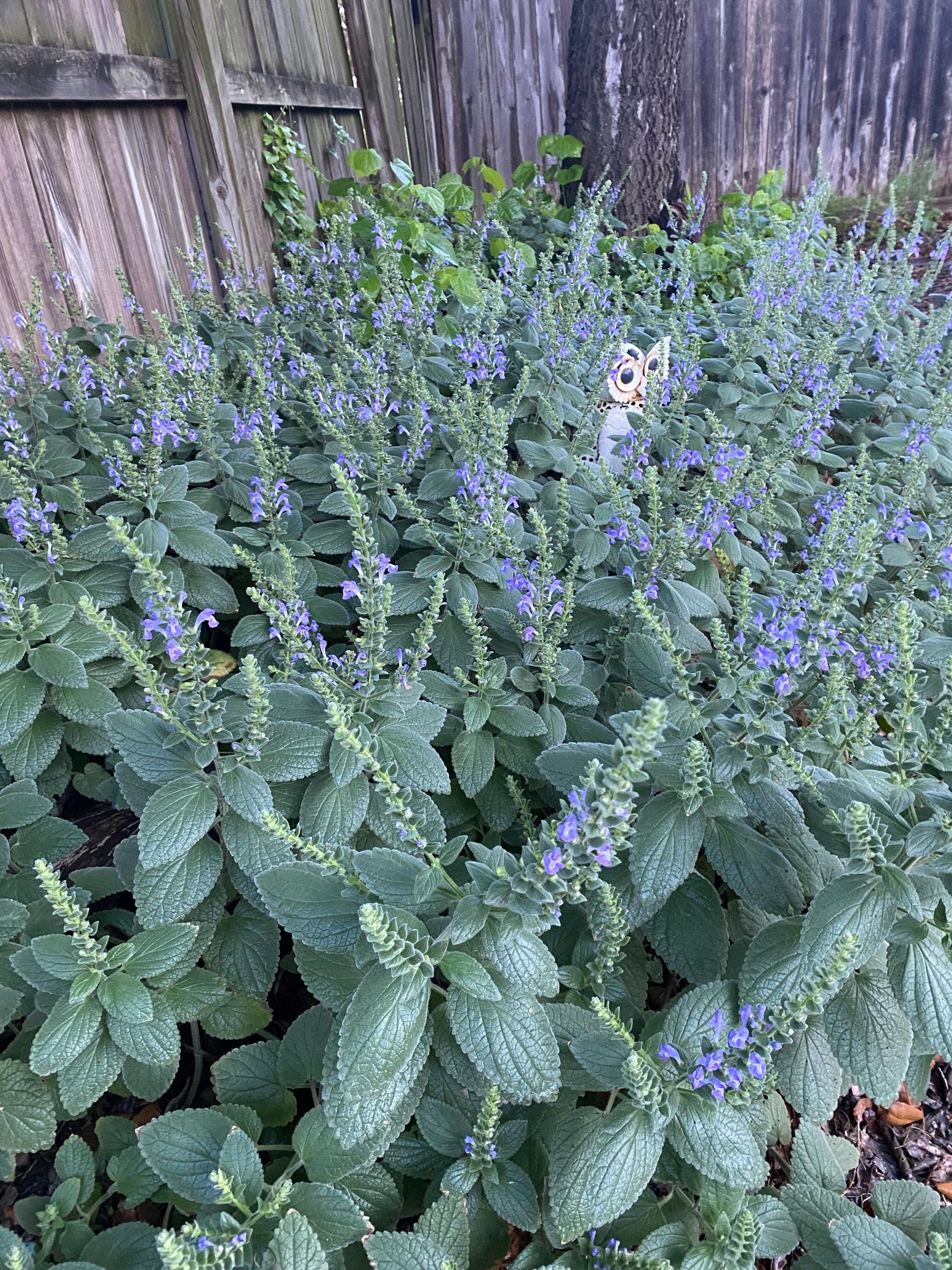 Heartleaf Skullcap, Texas Native Flower, 50 Seeds - Etsy
