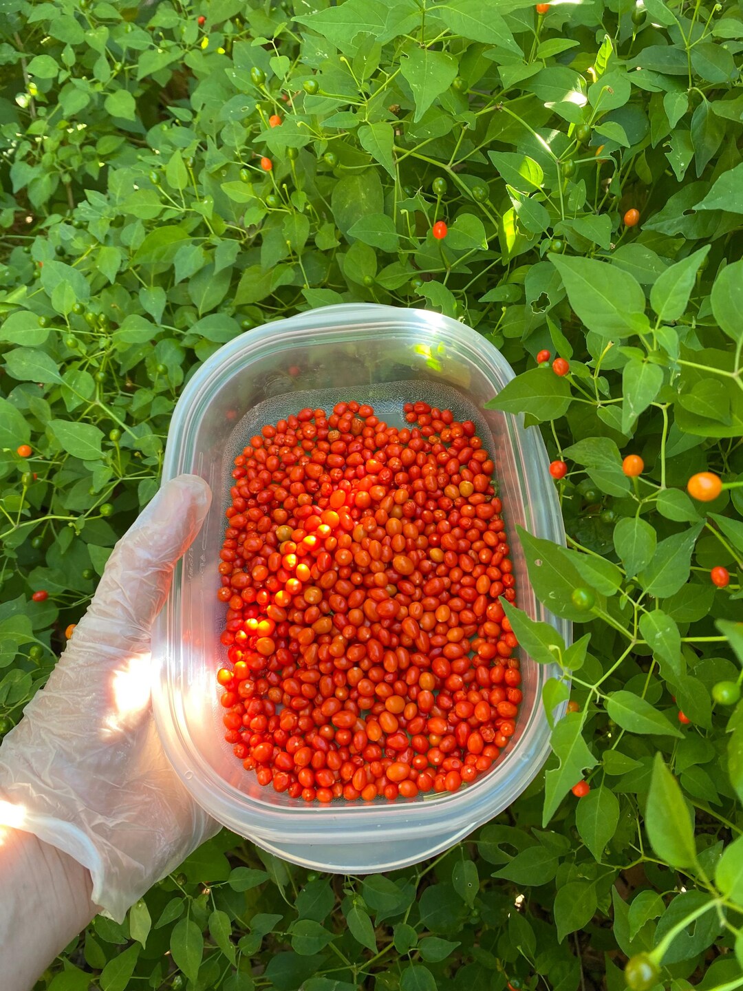 Texas Native Chiltepin AKA Chile Tepin Hot Pepper, 20 Seeds - Etsy