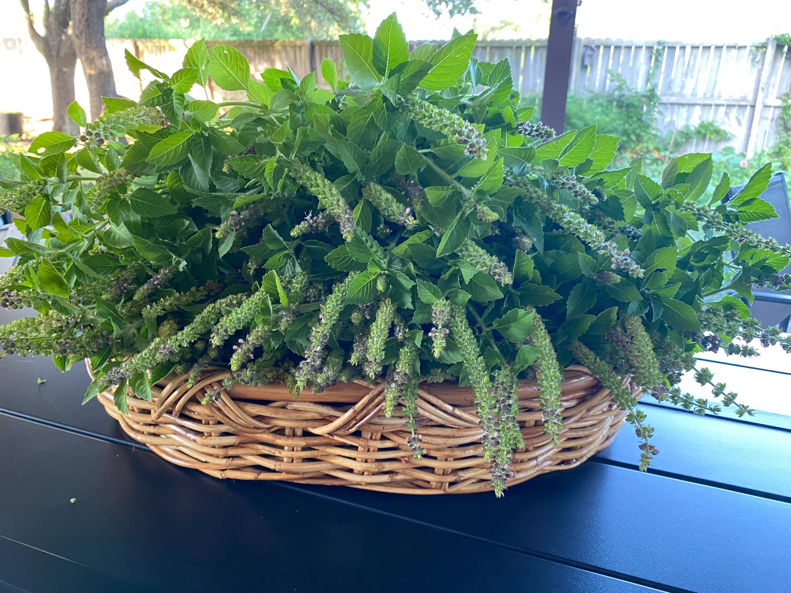 Holy Basil (tulsi) 50 Seeds - Etsy