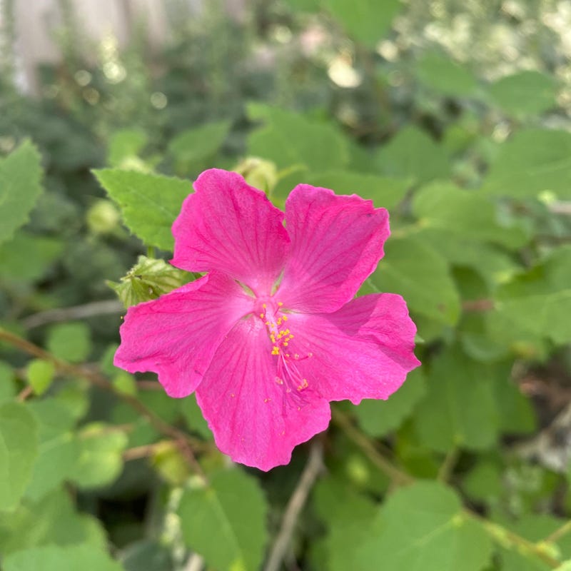 Native Seeds Desert - Etsy