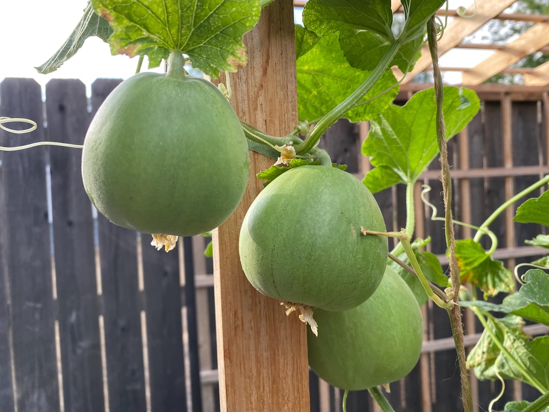 Sakata's Sweet Melon 20 Seeds - Etsy