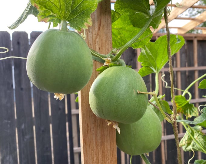 30 Sakata's Sweet Melon Seeds; Japanese Heirloom - Etsy