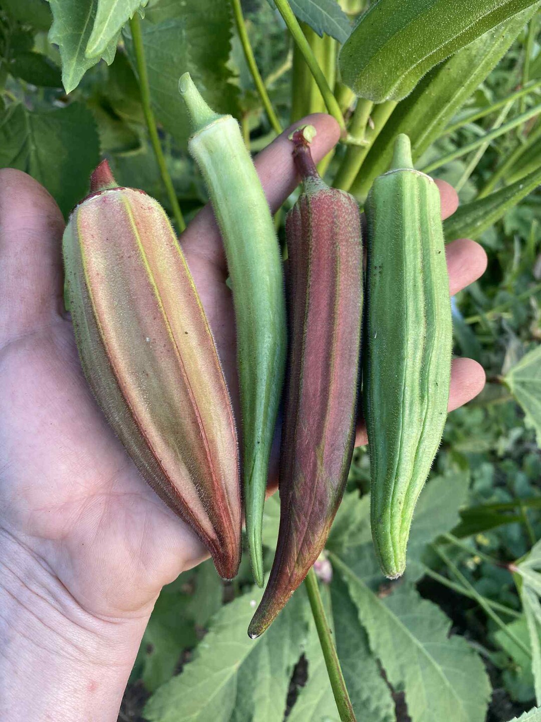Okra Variety Pack - 24+ Mixed Seeds, Mixed Colors - Etsy