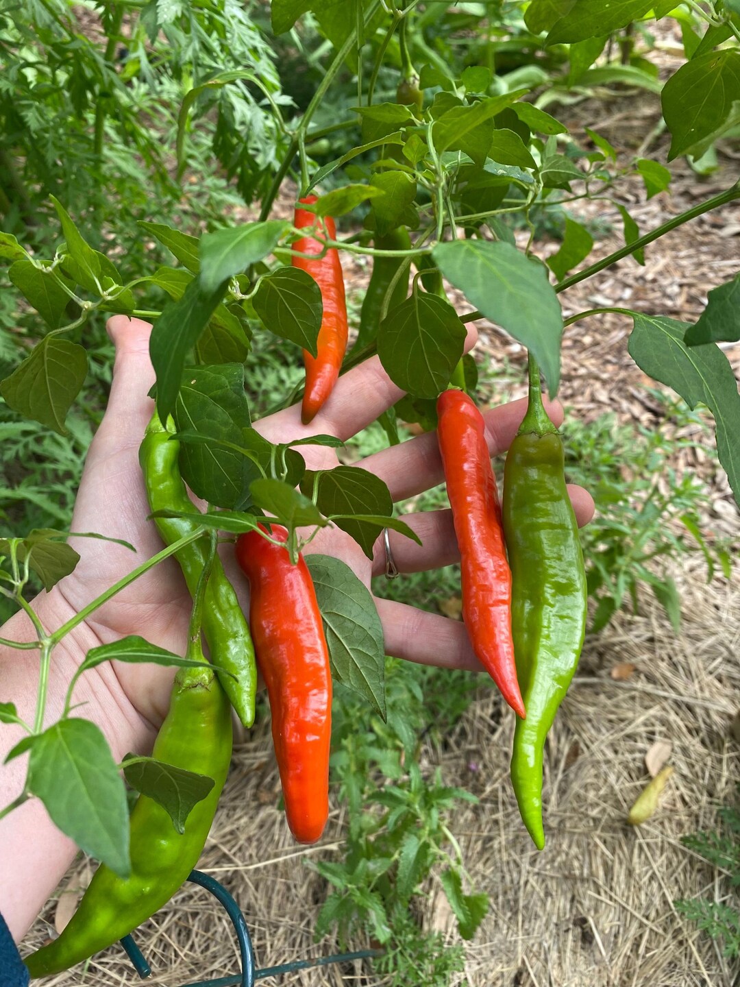Aji Colorado Pepper 20 Seeds - Etsy