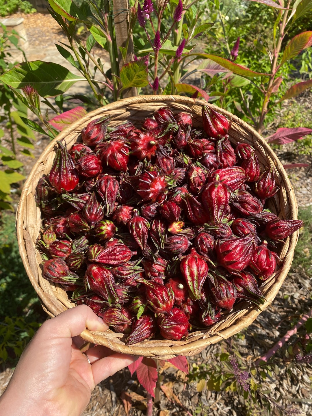 Thai Red Roselle 25 Seeds - Etsy