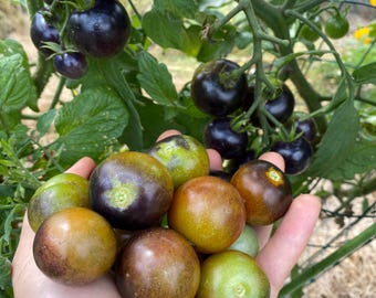 Midnight Snack Cherry Tomato - Organic - 20 Seeds - Etsy